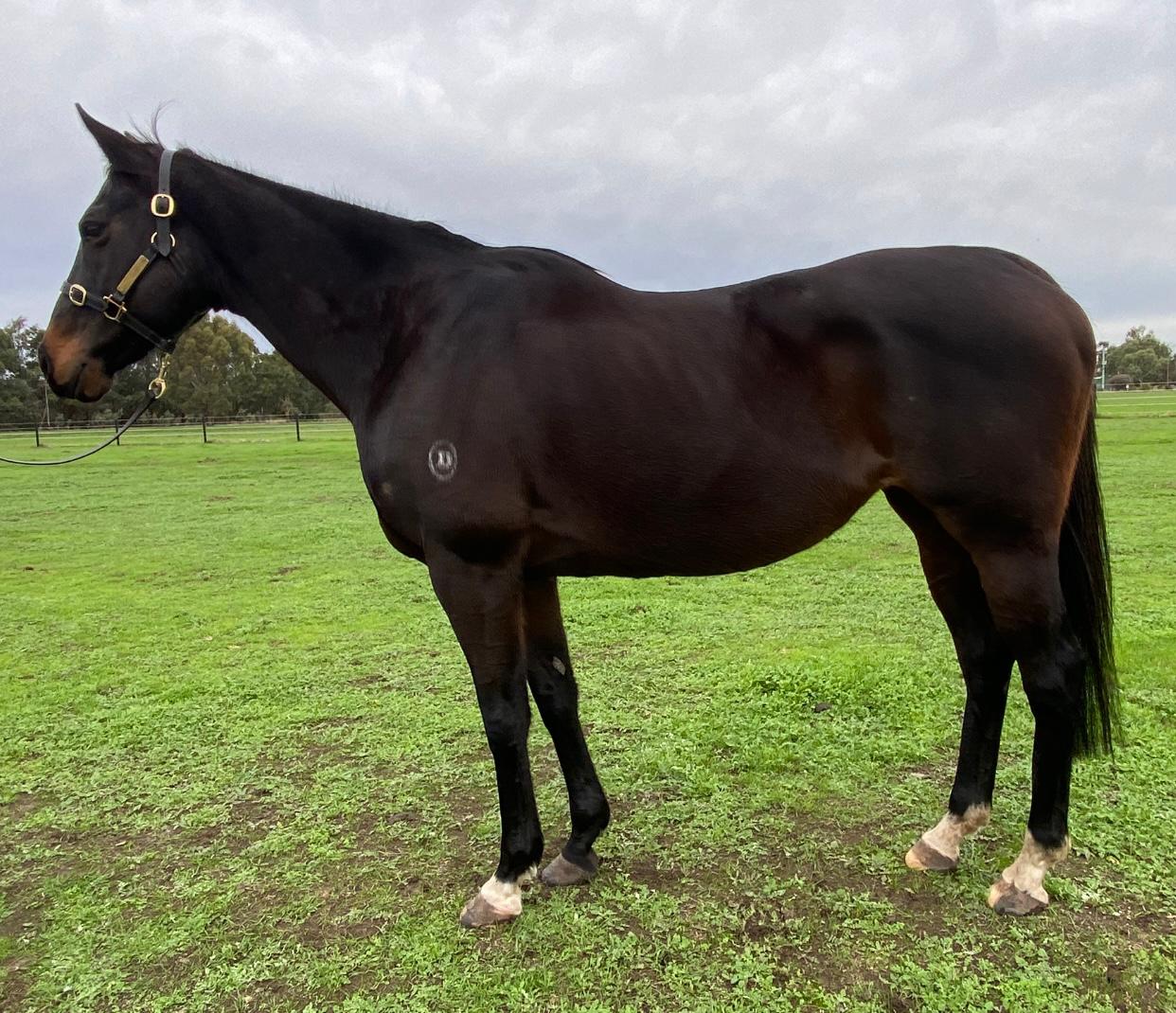 2025 JUNE (Late) Online Sale | Inglis Digital Online Auctions